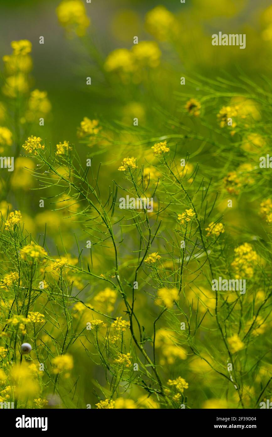 Bright white daisy deep green grass hi-res stock photography and images ...