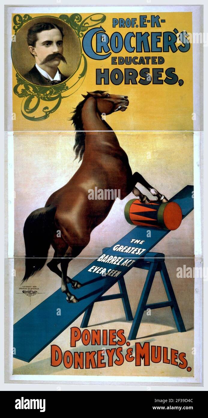 Prof. E.K. Crocker's educated horses, ponies, donkeys & mules Stock ...
