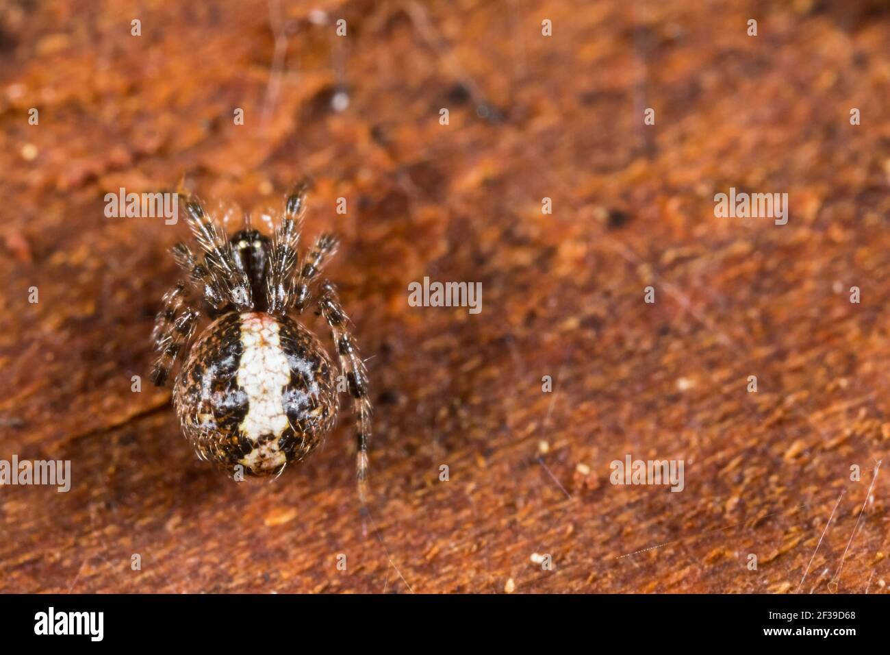 Tangle-web spider (Theridion mystaceum Stock Photo - Alamy