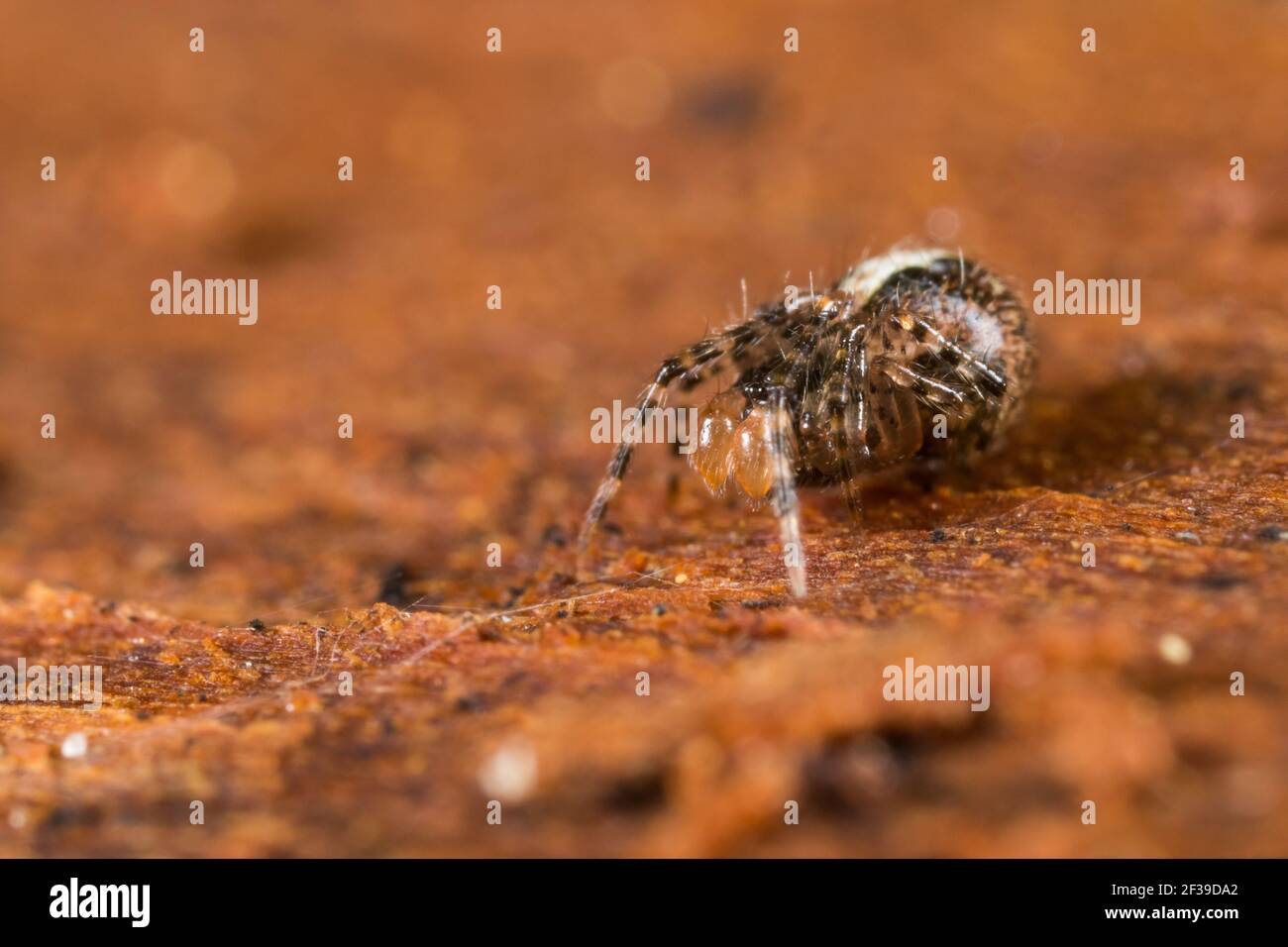 Tangle-web spider (Theridion mystaceum Stock Photo - Alamy