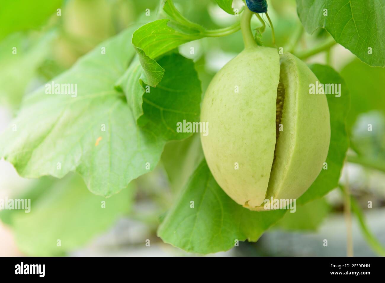 Ground melons hi-res stock photography and images - Alamy