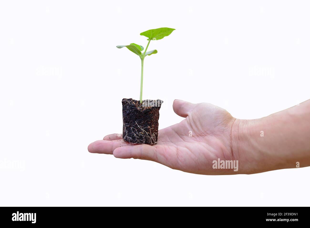 Broken tree sapling hi-res stock photography and images - Alamy