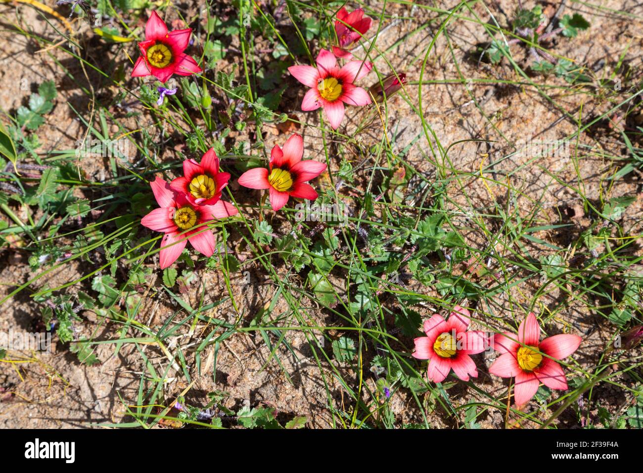 Group of flowers from Romulea eximia in natural habitat close to ...
