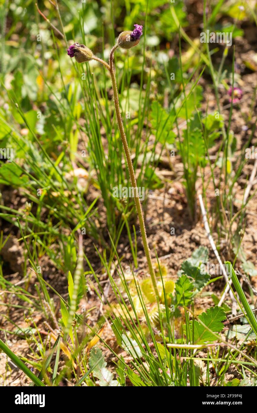 Flower stalk of Drosera pauciflora in natural habitat close to Darling ...