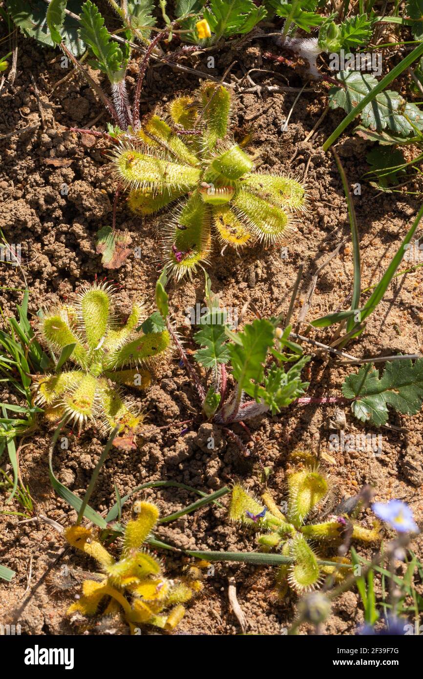 Drosera pauciflora, an endemic species of the Western Cape, seen close ...