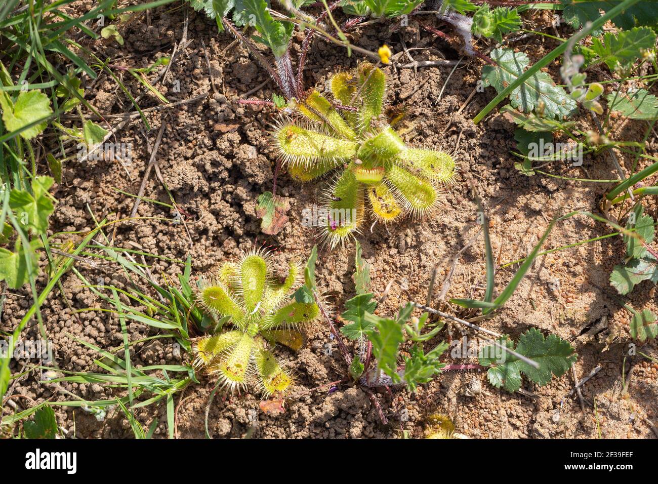 Two Rosettes of Drosera pauciflora, a carnivorous plants, in natural ...