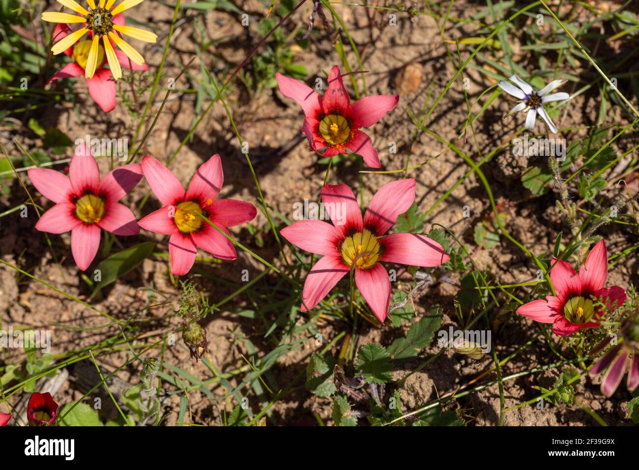 Some flowers of Romulea eximia close to Darling in the Western Cape of ...