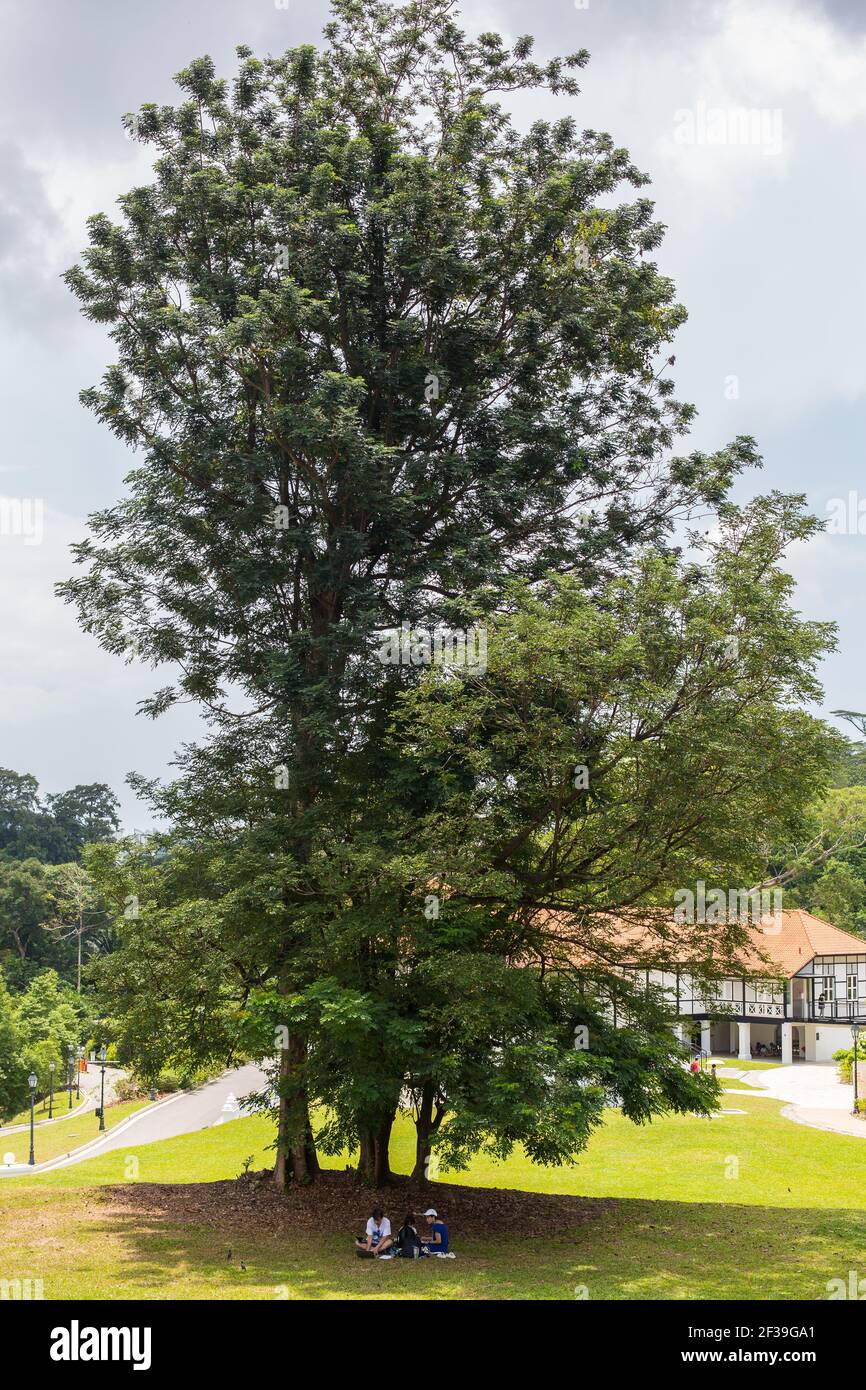 A family of three sit on the grass under a giant tree canopy to shade ...