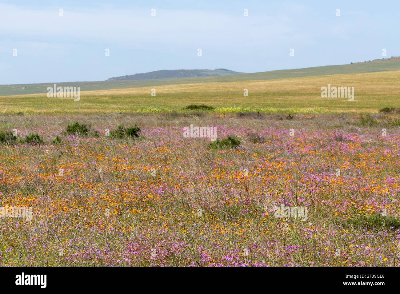 Renosterveld in flower close to Darling in the Western Cape of South ...