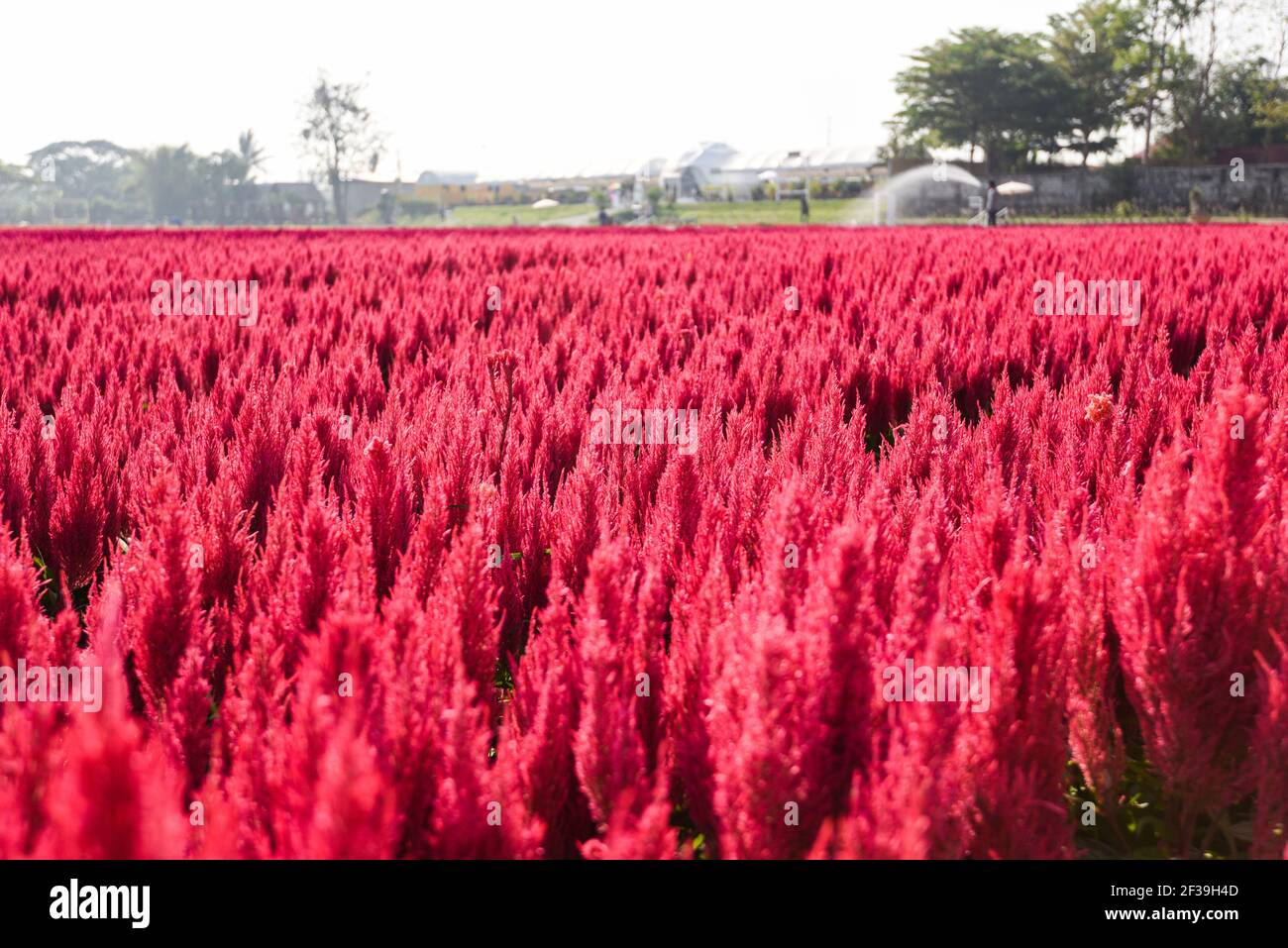 Red flower garden landscape flower field with plant farm, Beautiful ...