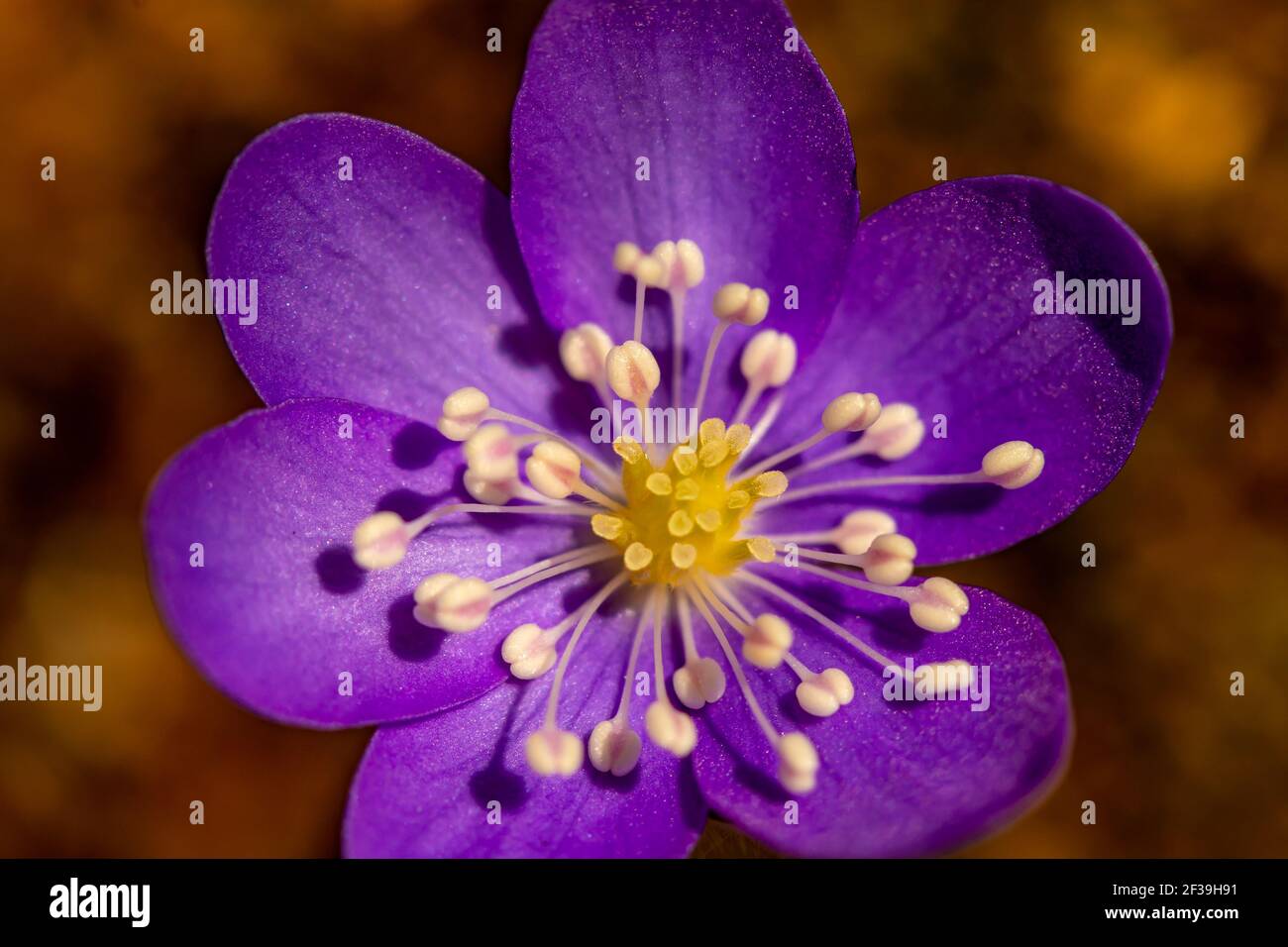 Hepatica flowers in the forest Stock Photo - Alamy