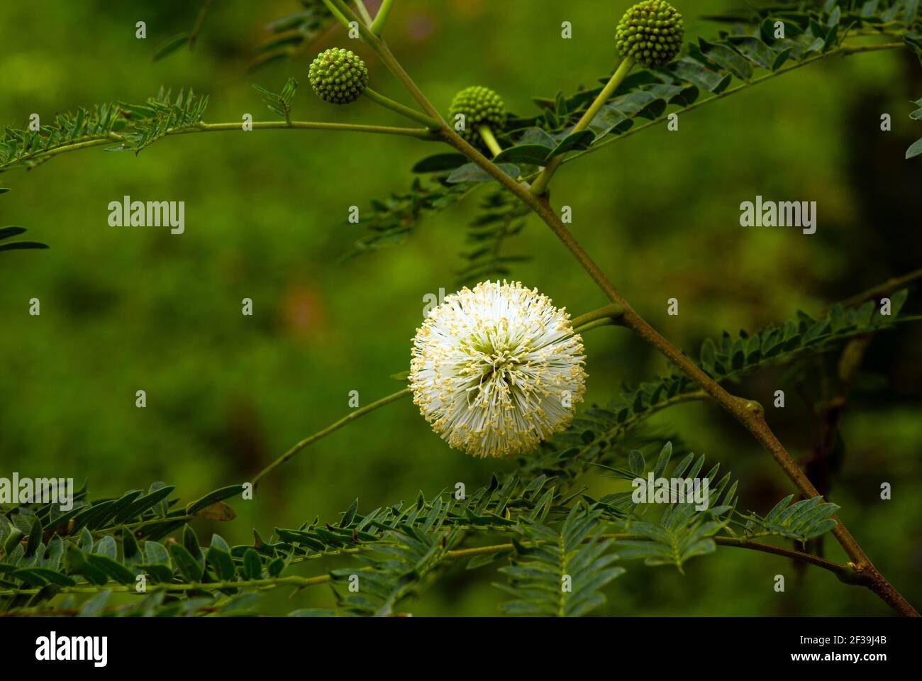 River tamarind white flower, Leucaena leucocephala, with green blurred ...