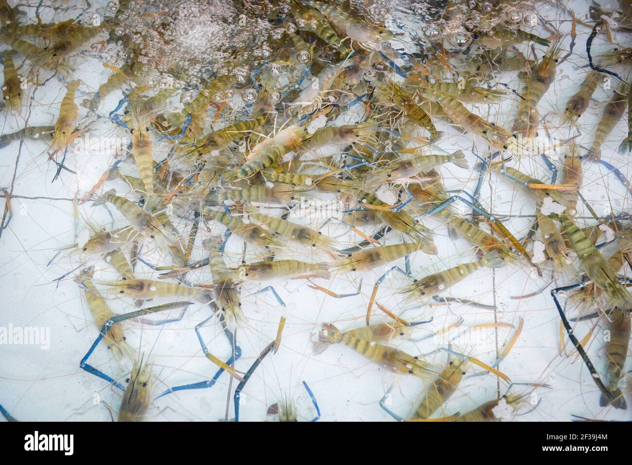 Fresh shrimp prawn life on the pond, Shrimp farm for sales to the ...