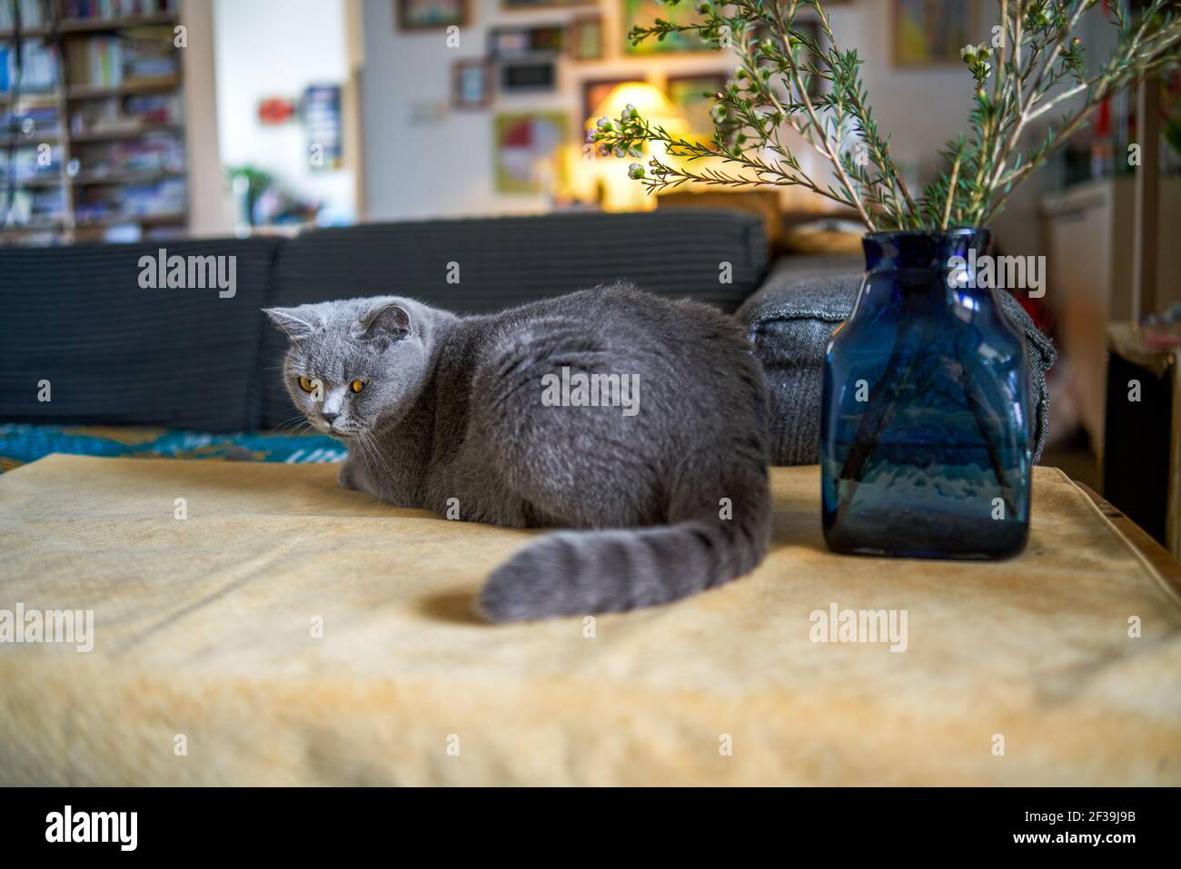 A cute gray blue cat British Shorthair close-up Stock Photo - Alamy