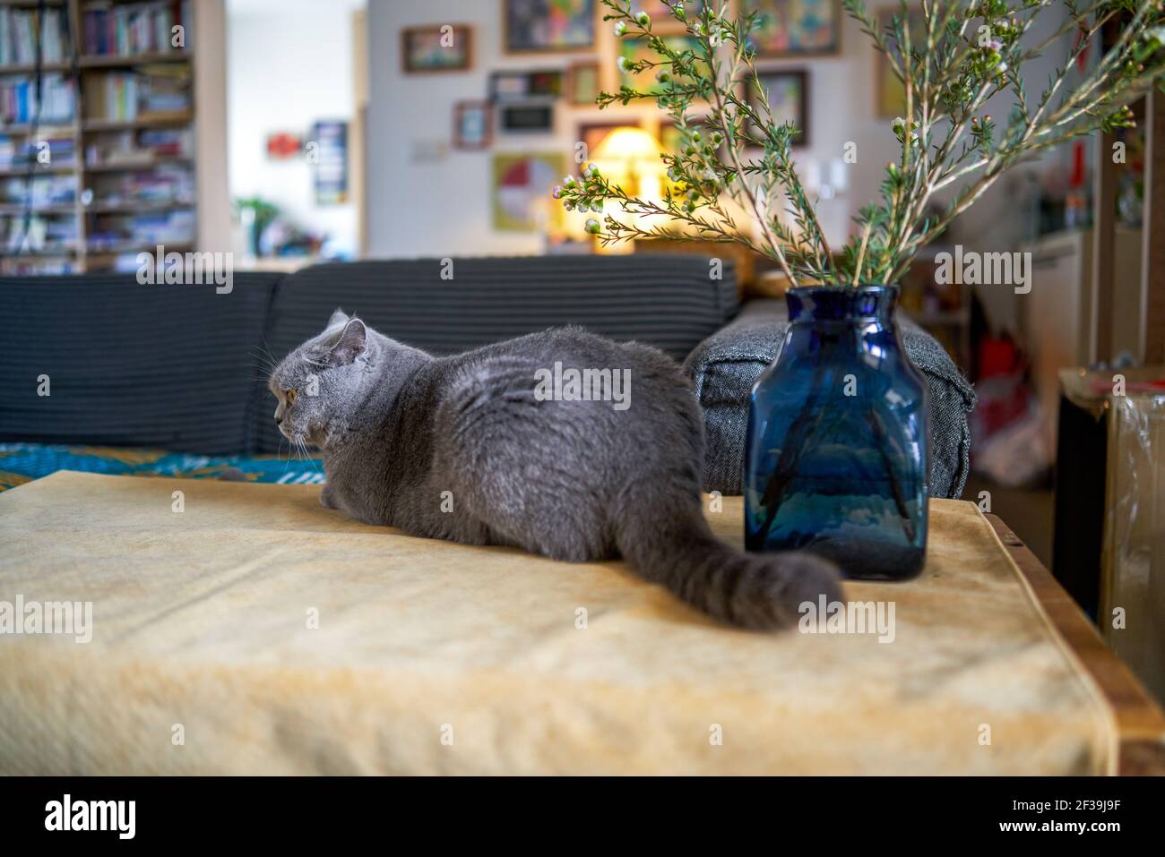A cute gray blue cat British Shorthair close-up Stock Photo - Alamy