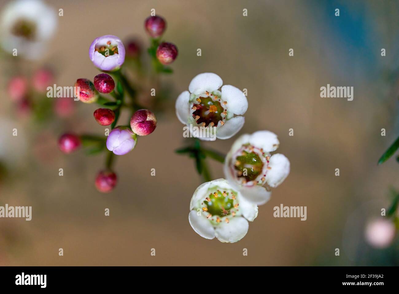 Wax plum hi-res stock photography and images - Alamy
