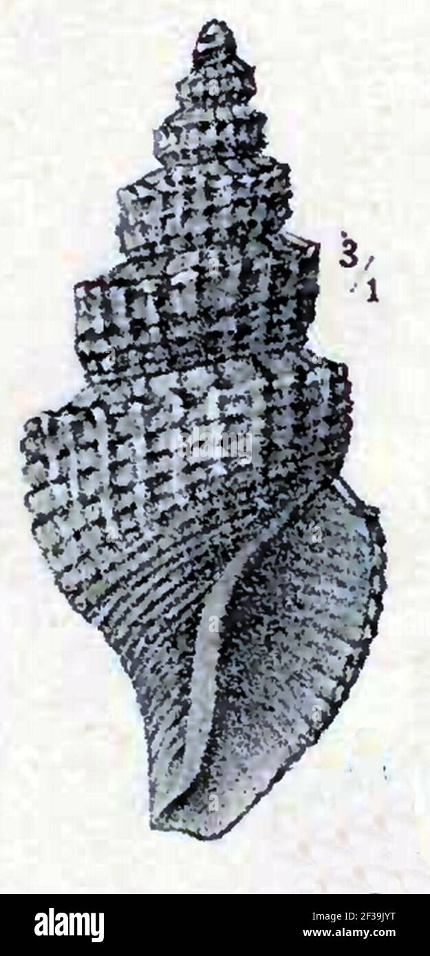 Exarata hi-res stock photography and images - Alamy