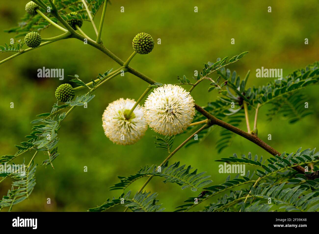 River tamarind leucaena leucocephala hi-res stock photography and ...