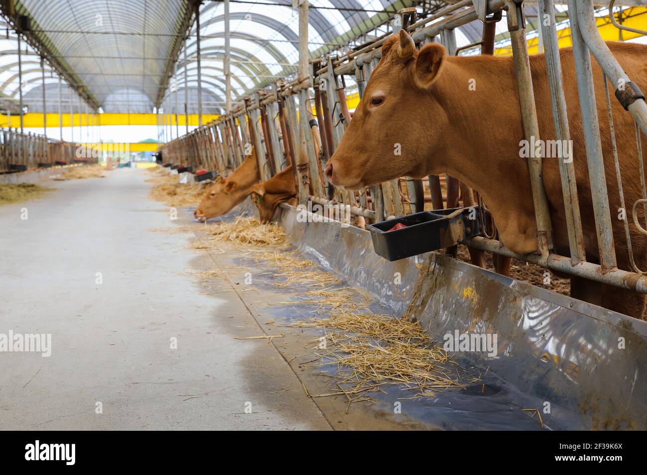 Korean cow hi-res stock photography and images - Alamy
