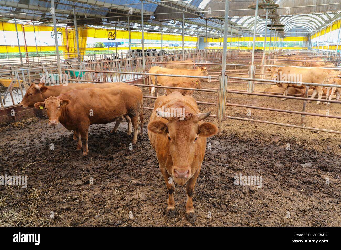 Korean cow hi-res stock photography and images - Alamy