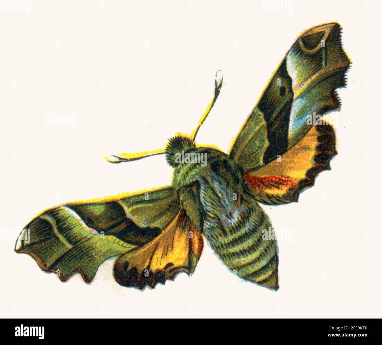 Proserpinus proserpina hi-res stock photography and images - Alamy