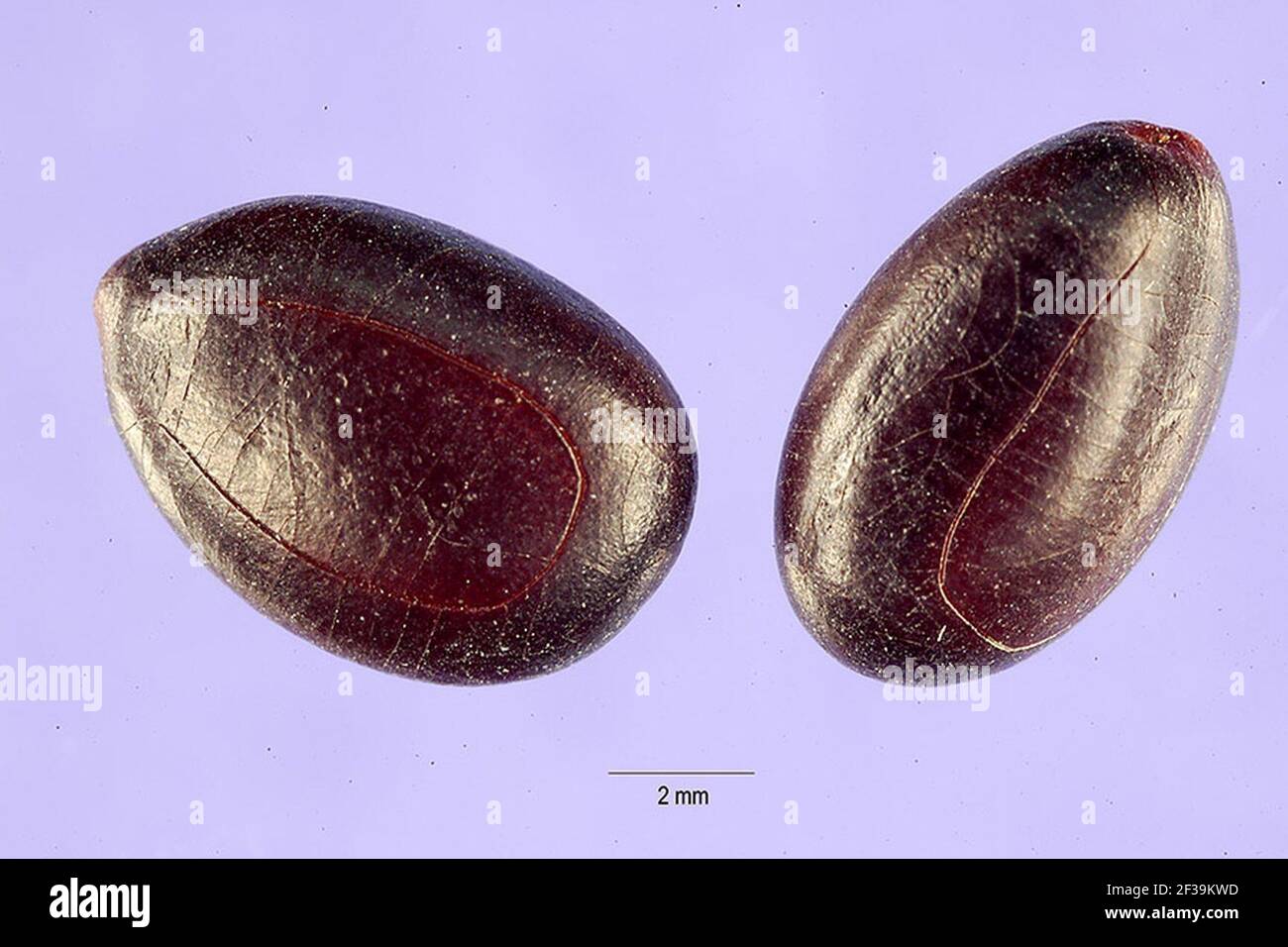 Prosopis africana seeds Stock Photo - Alamy