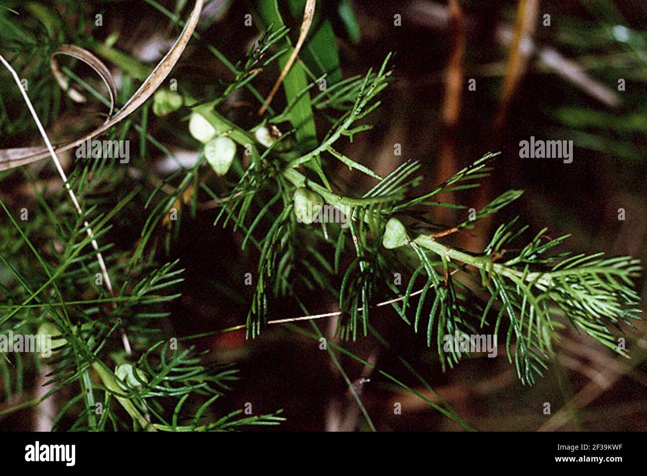 Proserpinaca pectinata NRCS-1 Stock Photo - Alamy