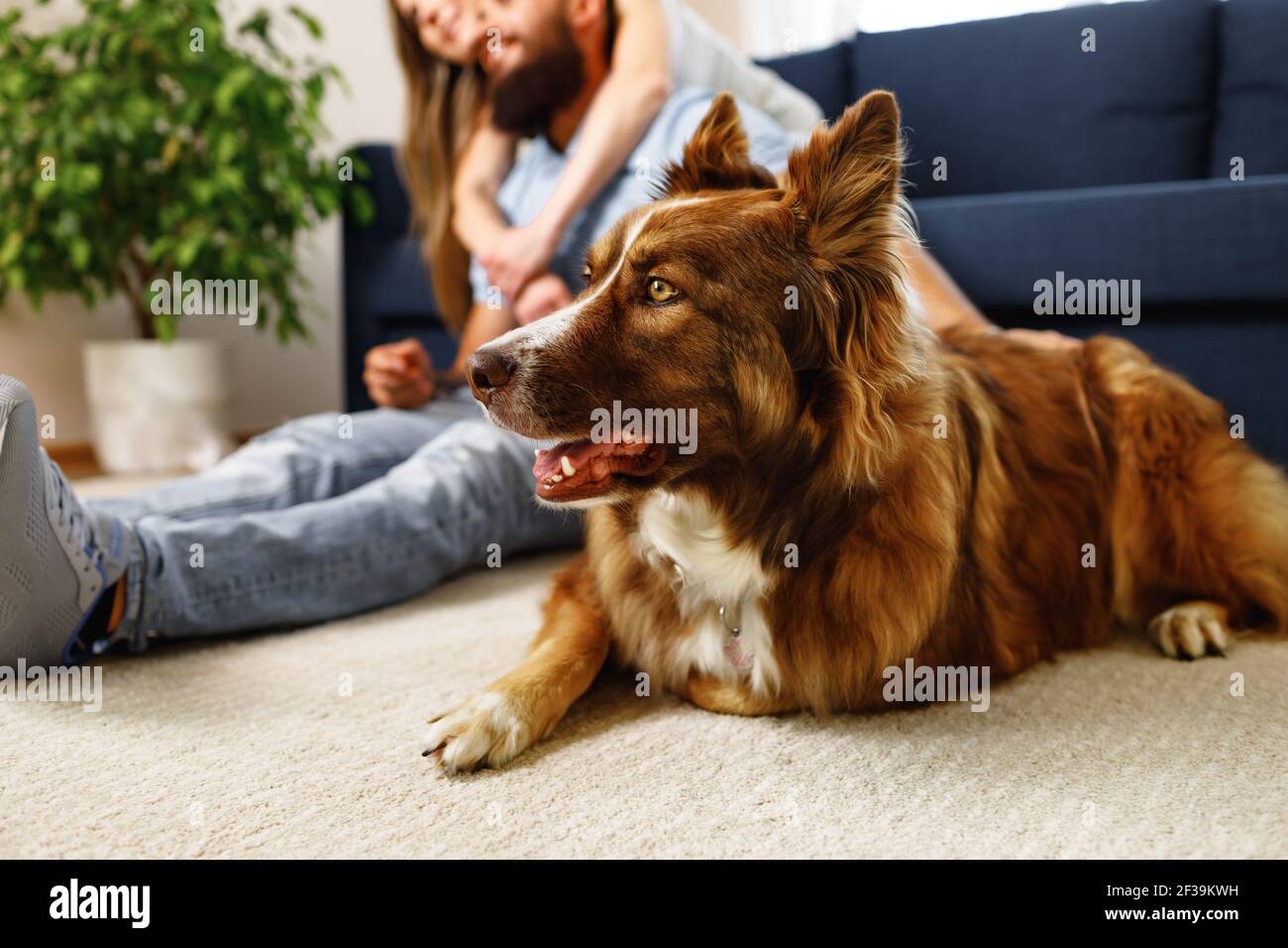 Border Collie dog sitting at the feet of the owners couple Stock Photo ...