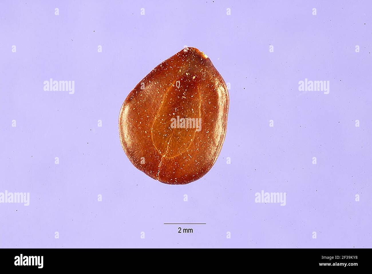 Prosopis Alba High Resolution Stock Photography and Images - Alamy