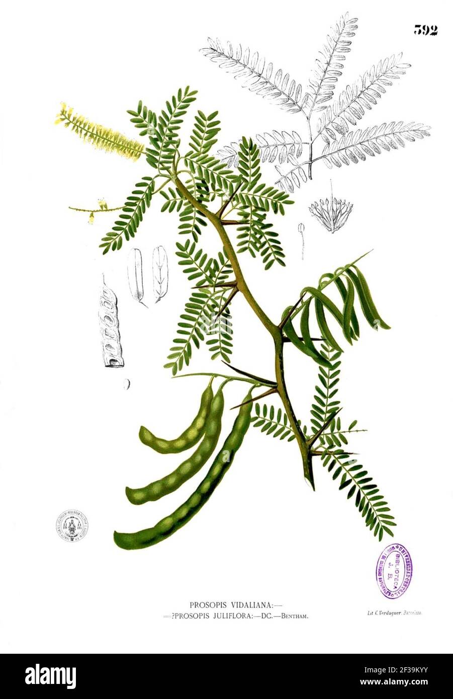 Prosopis juliflora Blanco2.392 Stock Photo - Alamy