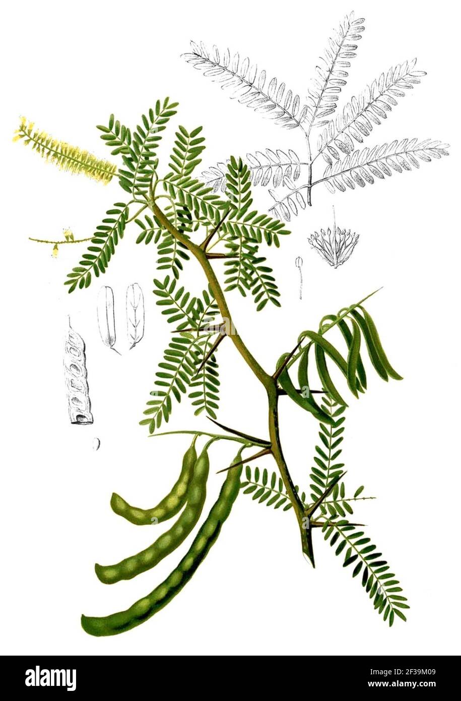 Prosopis juliflora hi-res stock photography and images - Alamy