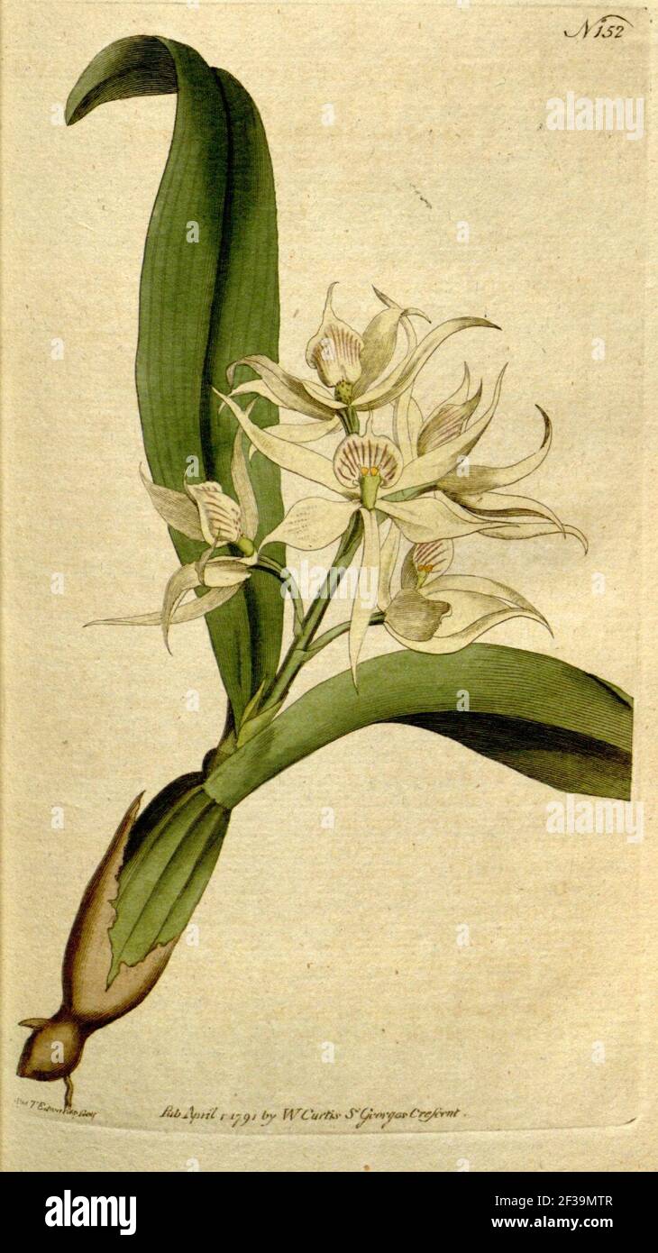 Prosthechea fragrans (as Epidendrum cochleatum Curtis)-Curtis 5-152 ...
