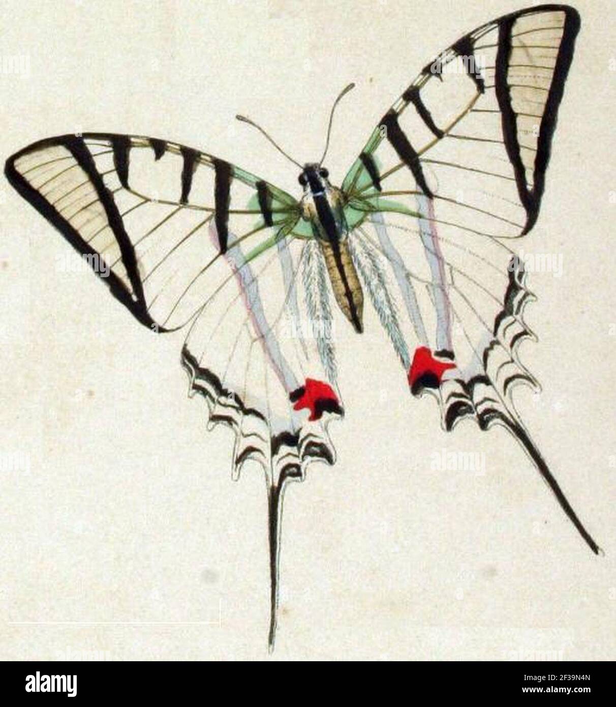 Protesilaus macrosilaus penthesilaus Stock Photo - Alamy