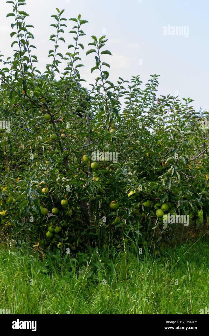 Tree full of green apples Stock Photo - Alamy