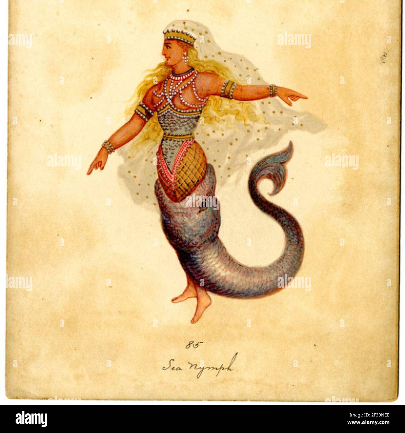 Sea nymph hi-res stock photography and images - Alamy