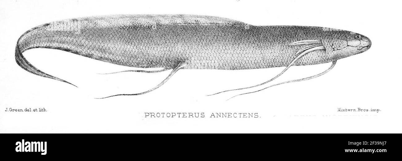 Protopterus annectens 1902 Stock Photo - Alamy