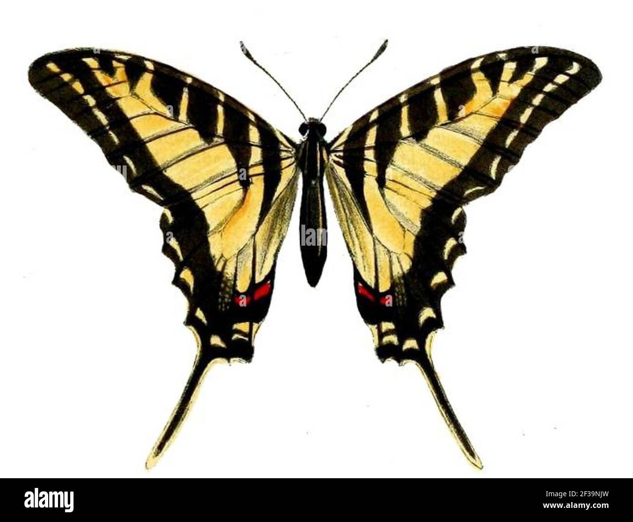 Protographium philolaus xanticles Stock Photo - Alamy