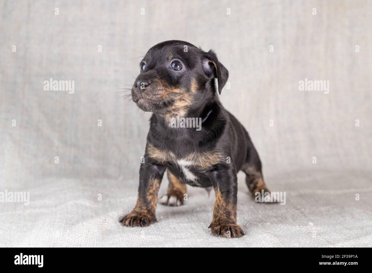 Brown and black brindle Jack Russell Terrier dog puppy. Looks insecure ...