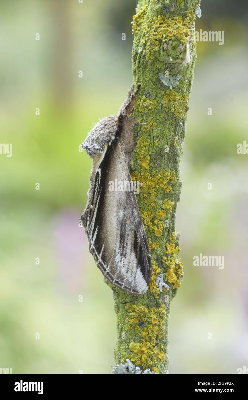 Prominent moths hi-res stock photography and images - Alamy