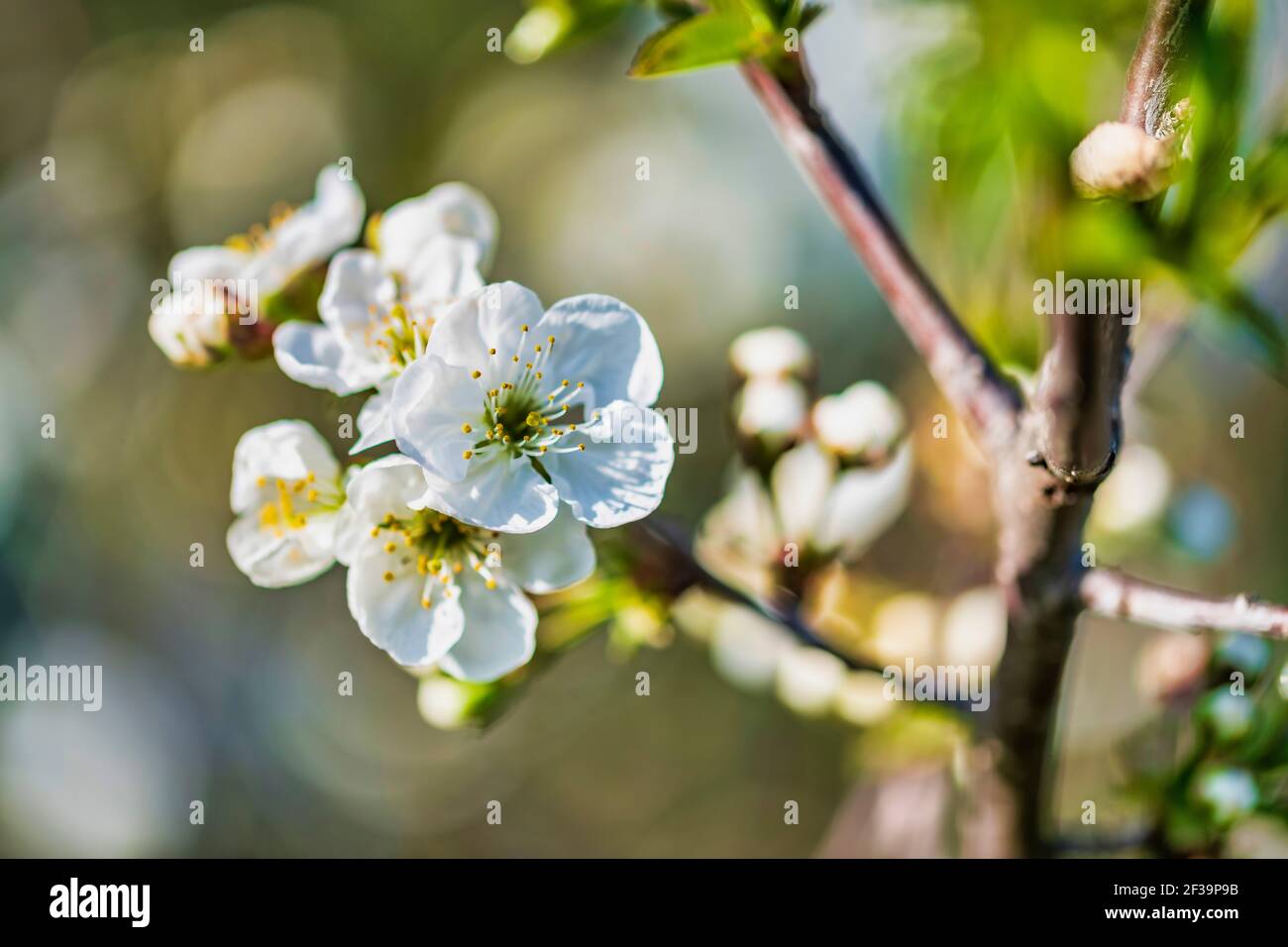 Spring. Explosion of life in the nature and in the ancient villages ...