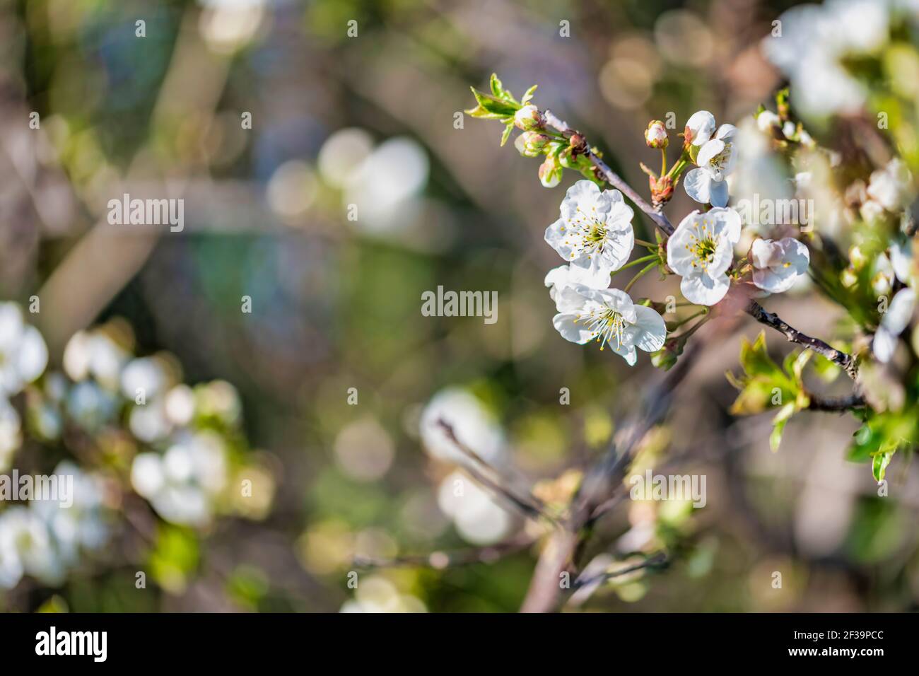 Spring. Explosion of life in the nature and in the ancient villages ...