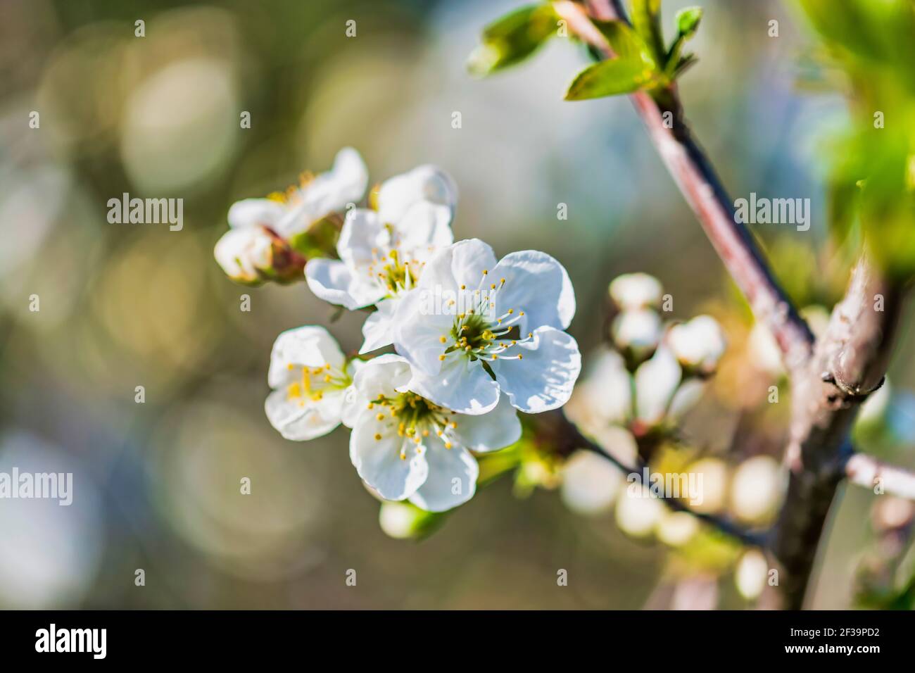 Spring. Explosion of life in the nature and in the ancient villages ...
