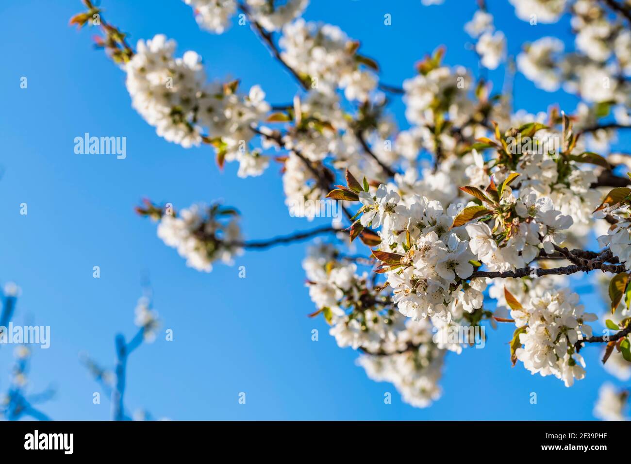 Spring. Explosion of life in the nature and in the ancient villages ...