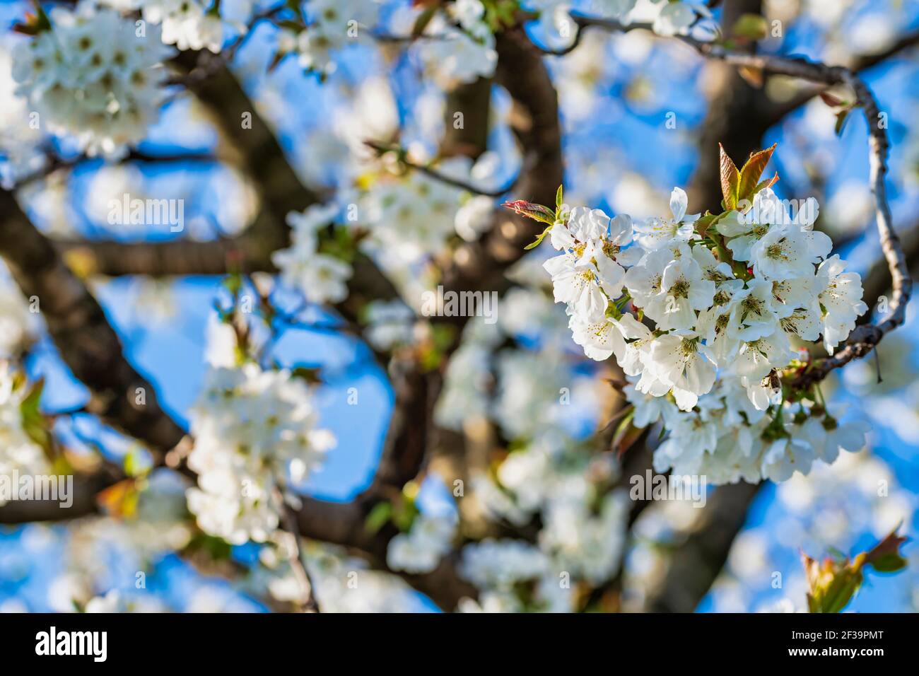 Spring. Explosion of life in the nature and in the ancient villages ...