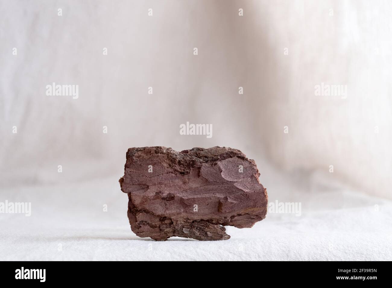 Natural stand of bark tree for presentation and exhibitions on pastel ...