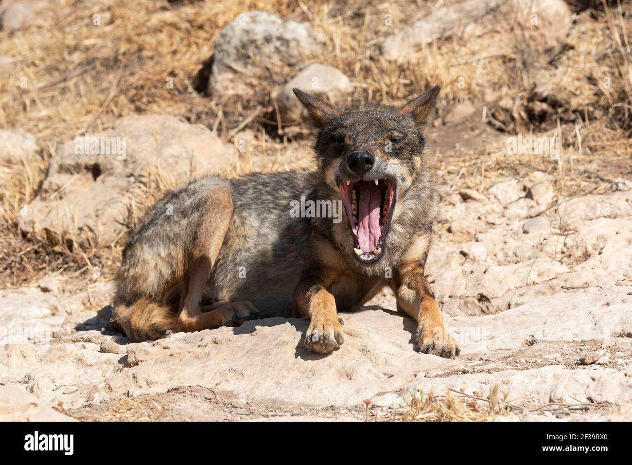 Iberian wolf (Canis lupus signatus) in Andalusia, Spain Stock Photo - Alamy