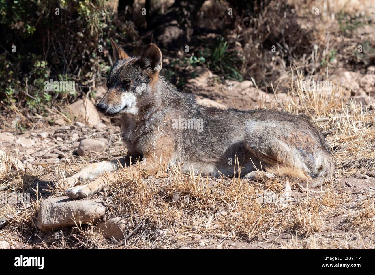 Iberian wolf (Canis lupus signatus) in Andalusia, Spain Stock Photo - Alamy