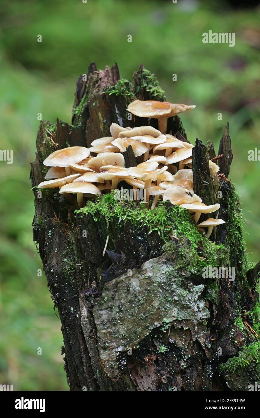 Hypholoma capnoides, known as the Conifer Tuft, edible mushrooms from ...