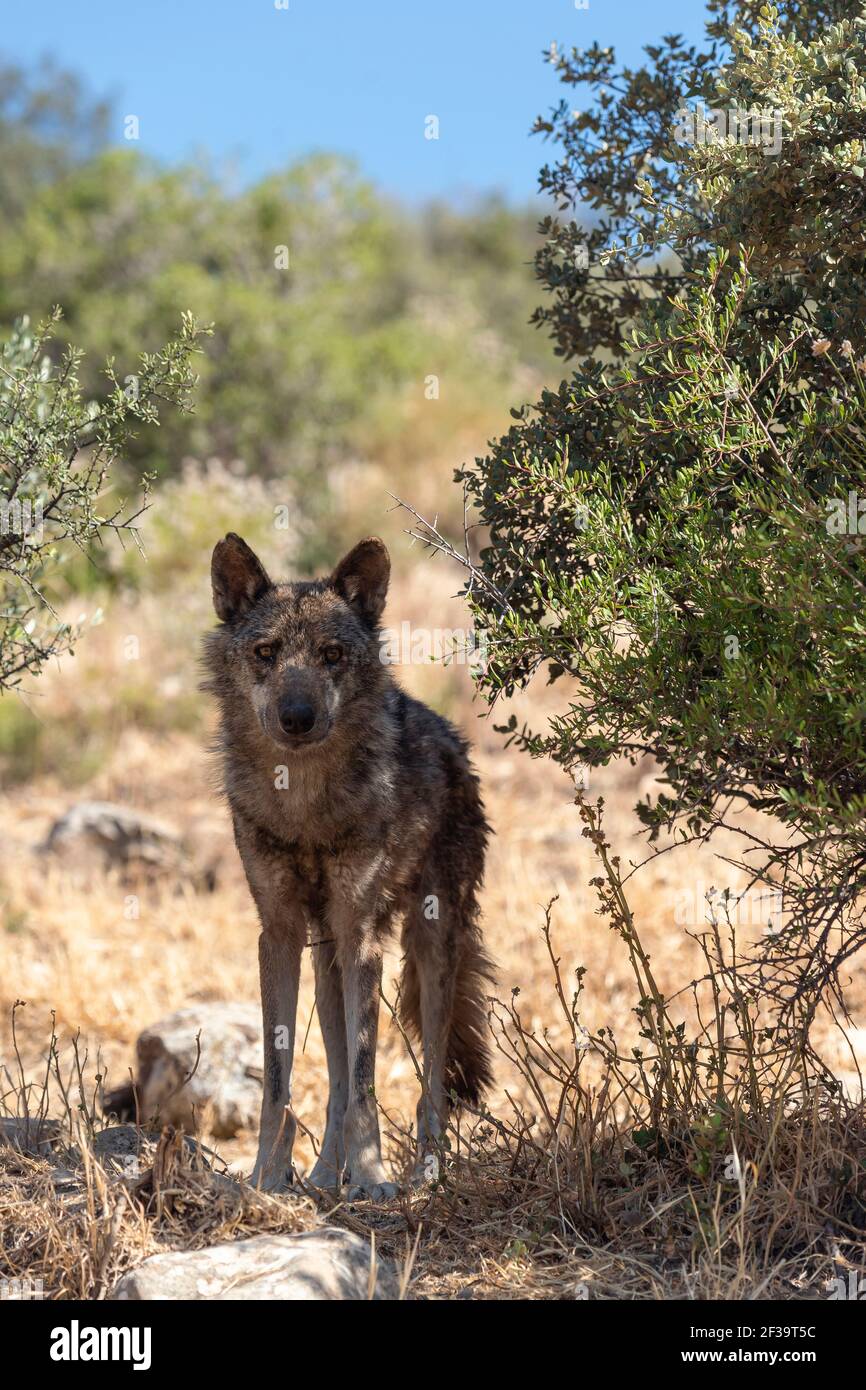 Spanish Wolf High Resolution Stock Photography and Images - Alamy