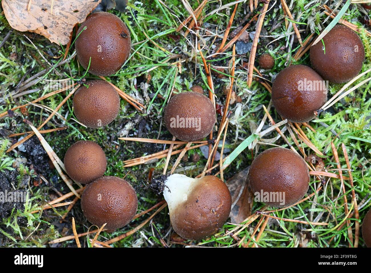 Wolf fart hi-res stock photography and images - Alamy